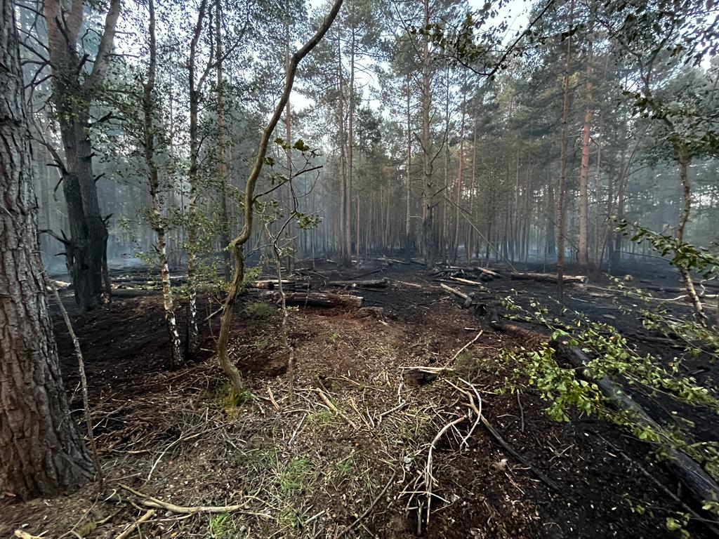 One acre of land destroyed near Church Crookham - Hampshire & Isle of ...
