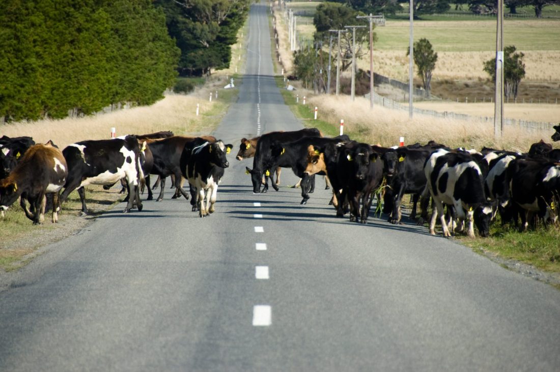Avoiding animals on the road - Hampshire & Isle of Wight Fire & Rescue ...