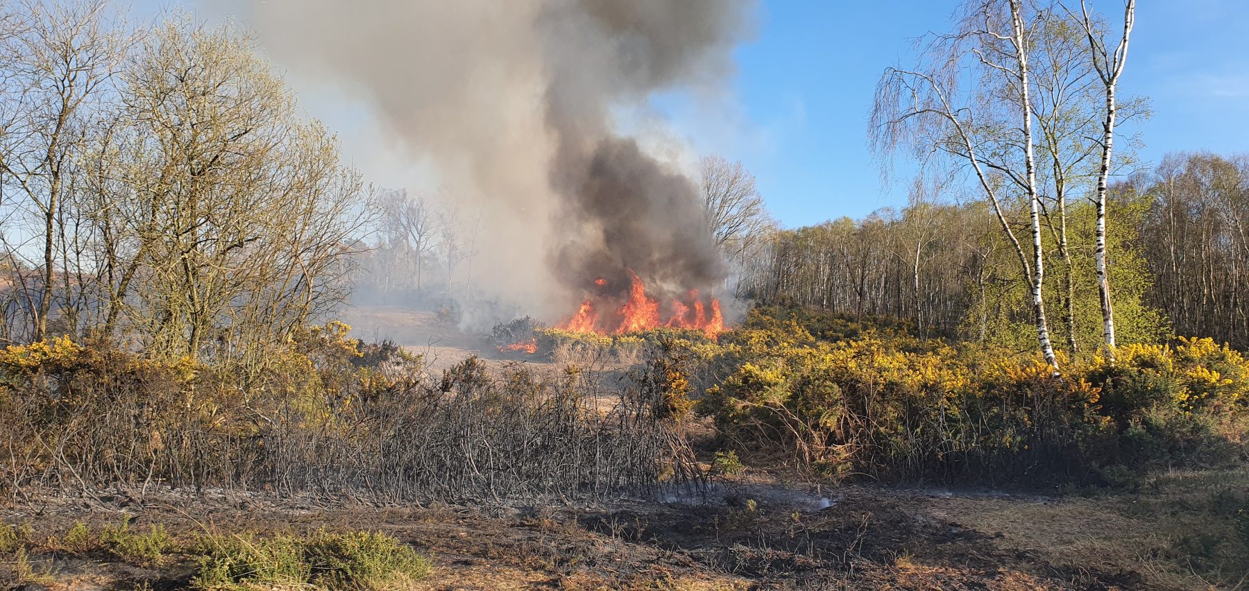 Pack a picnic to protect our heaths this summer - Hampshire & Isle of ...