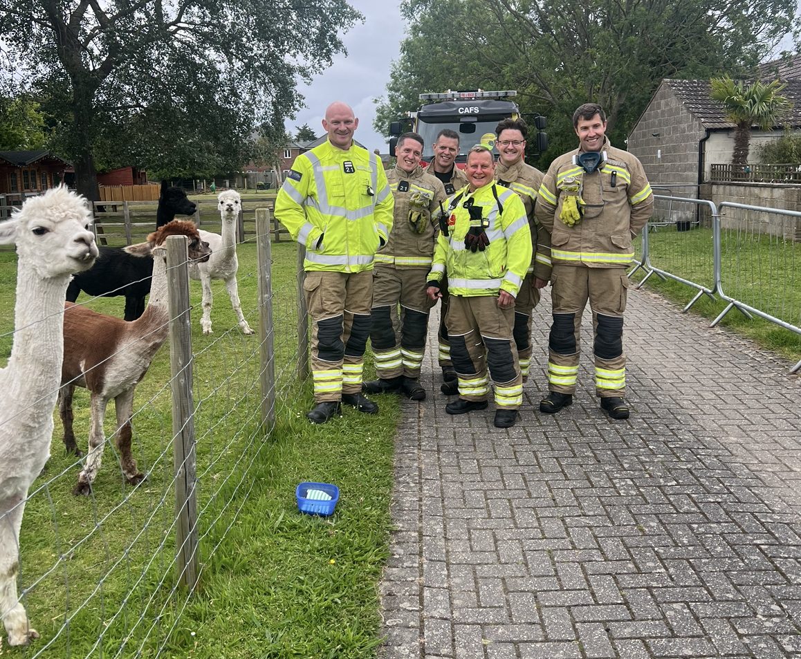 Alpacas raise the a-llama to nearby blaze on Hayling Island - Hampshire ...