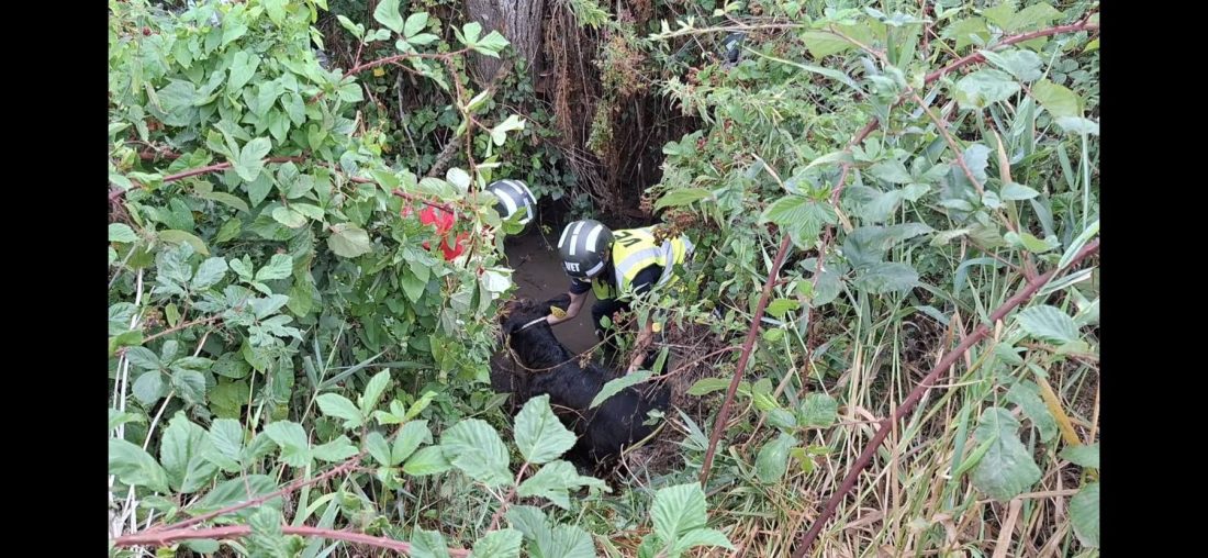 Firefighters rescue calf stuck in culvert - Hampshire & Isle of Wight ...